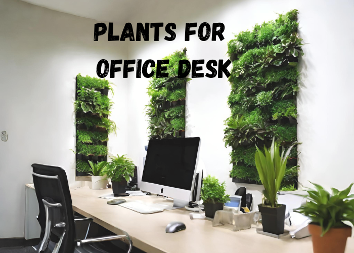 PLANTS FOR OFFICE DESK – PottPlant